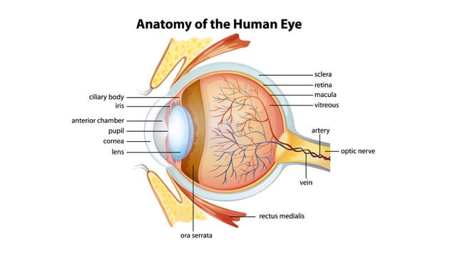 Eye Anatomy and Physiology: Exploring the Structure, Function, and Mechanisms Behind Vision and ...