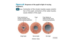 Eye Anatomy and Physiology: Exploring the Structure, Function, and ...