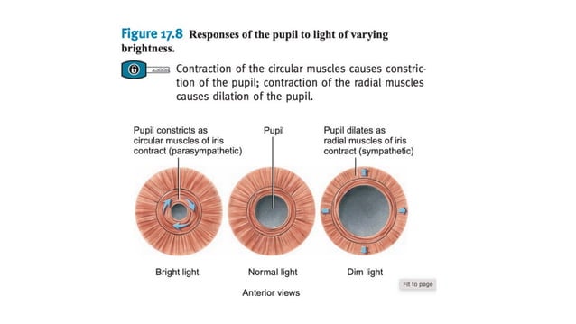 Eye Anatomy and Physiology: Exploring the Structure, Function, and ...