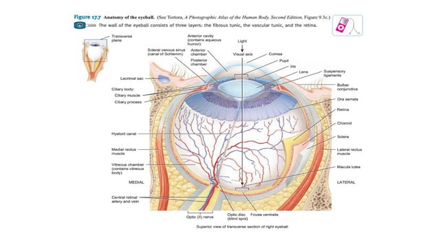 Eye Anatomy and Physiology: Exploring the Structure, Function, and Mechanisms Behind Vision and ...