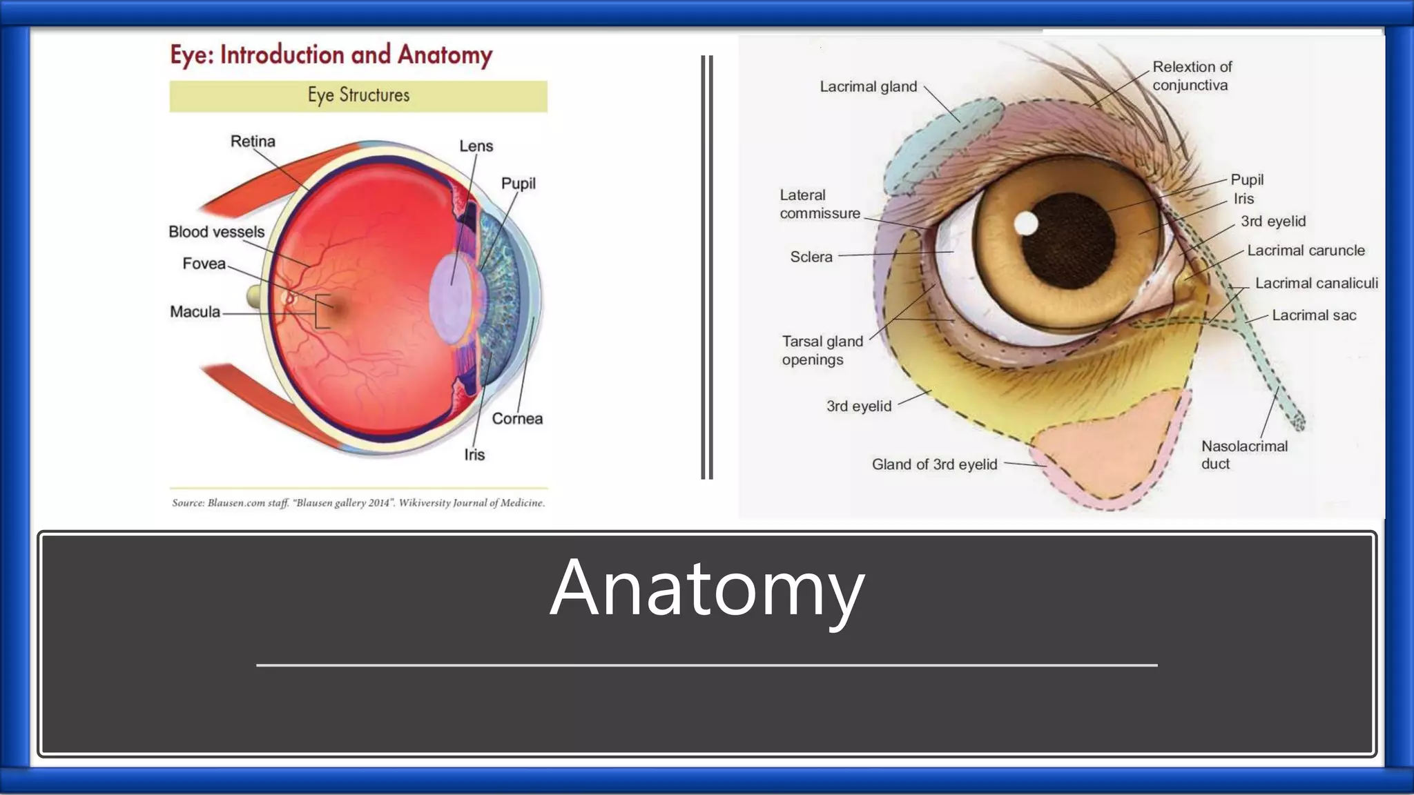 Eye-and-Ocular-Adnexa.pptx