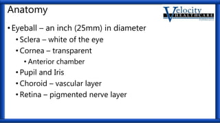 Eye-and-Ocular-Adnexa.pptx