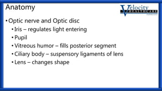 Eye-and-Ocular-Adnexa.pptx