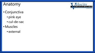 Eye-and-Ocular-Adnexa.pptx