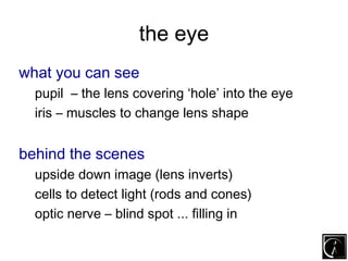 The Human: Eye and vision | PPT