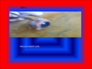 Eye Dissection | PPT