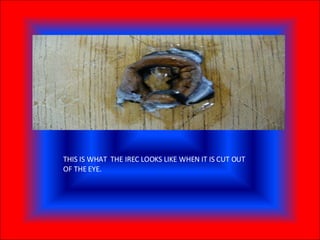 Eye Dissection | PPT