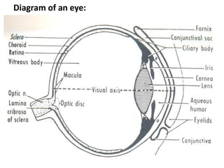 Eye-I-converted.pdf