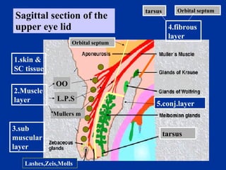 Eye Lid Dr.Ashraf | PPT