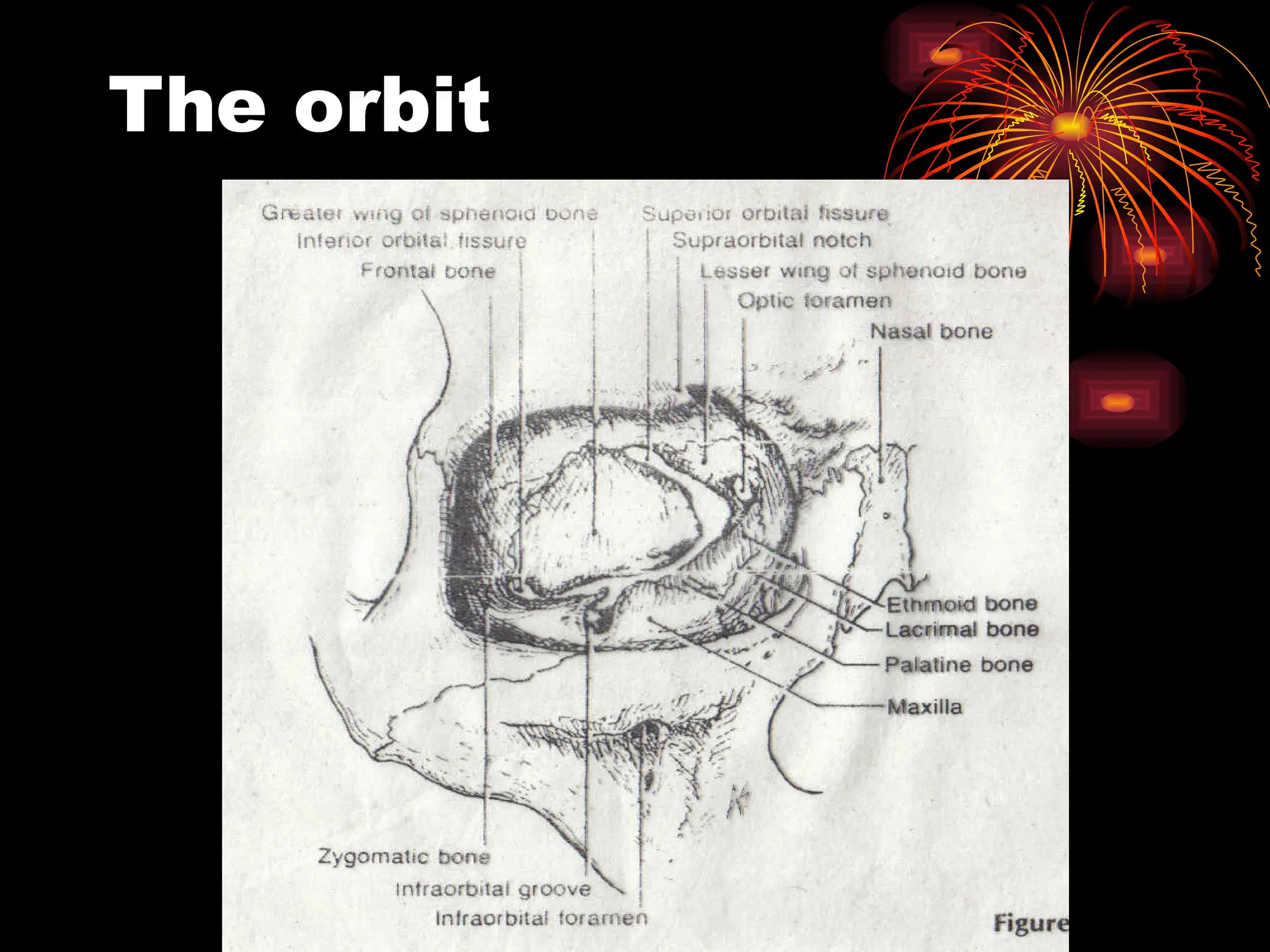 the eye orbit anatomy in ophthalmology.ppt