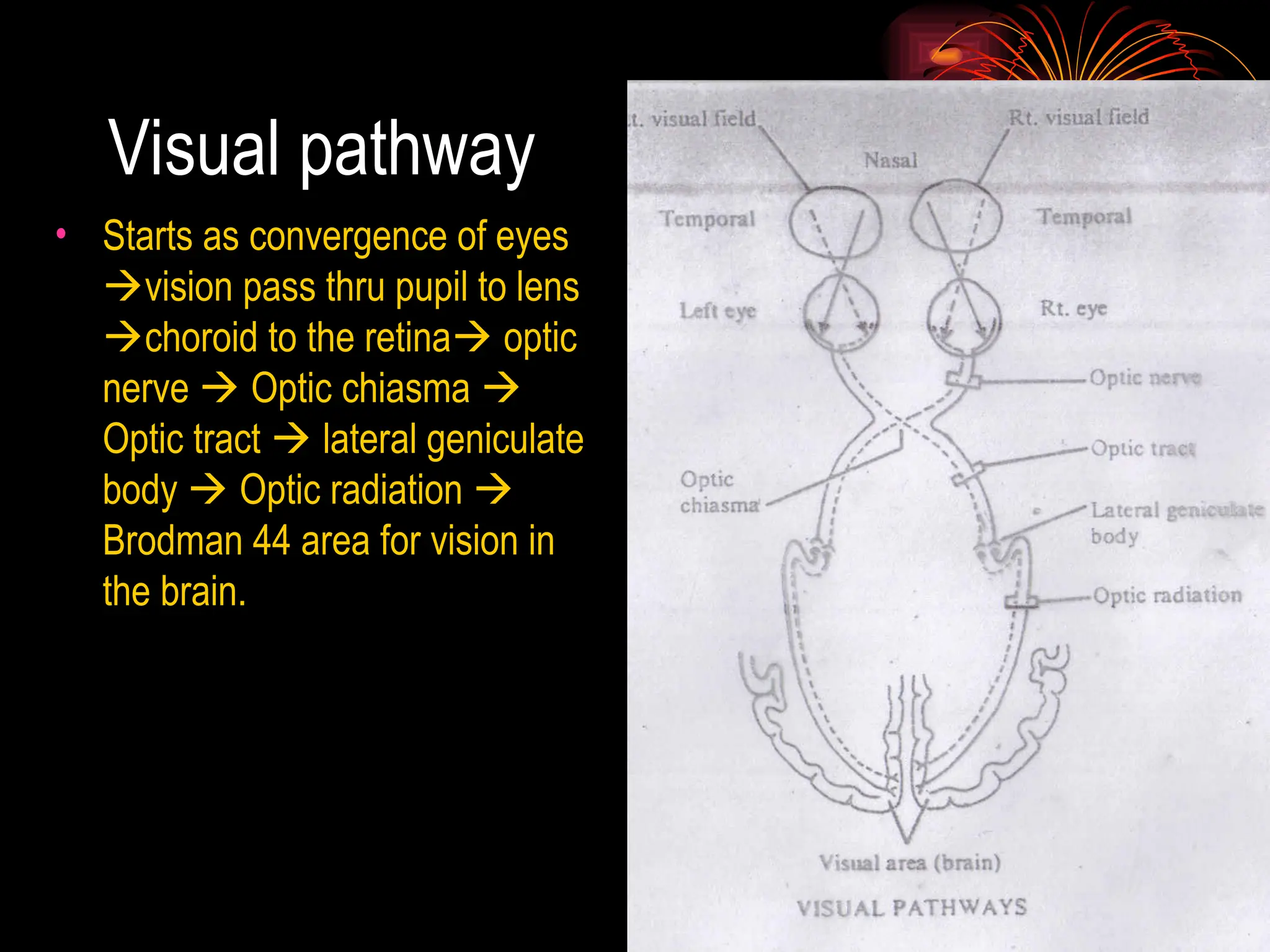 the eye orbit anatomy in ophthalmology.ppt