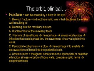 the eye orbit anatomy in ophthalmology.ppt