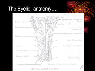 the eye orbit anatomy in ophthalmology.ppt