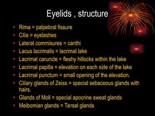 the eye orbit anatomy in ophthalmology.ppt