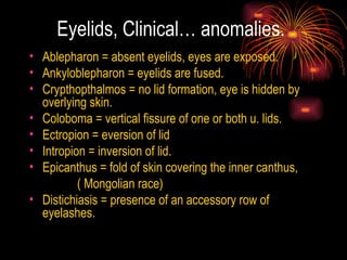 the eye orbit anatomy in ophthalmology.ppt
