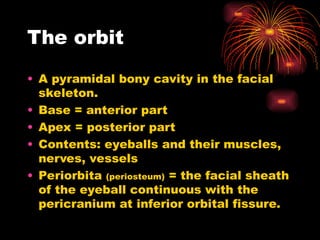 the eye orbit anatomy in ophthalmology.ppt