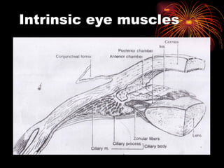 the eye orbit anatomy in ophthalmology.ppt