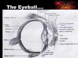 the eye orbit anatomy in ophthalmology.ppt