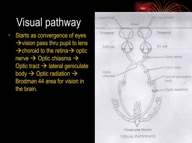 the eye orbit anatomy in ophthalmology.ppt