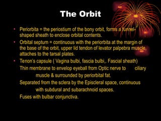 the eye orbit anatomy in ophthalmology.ppt