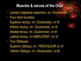 the eye orbit anatomy in ophthalmology.ppt