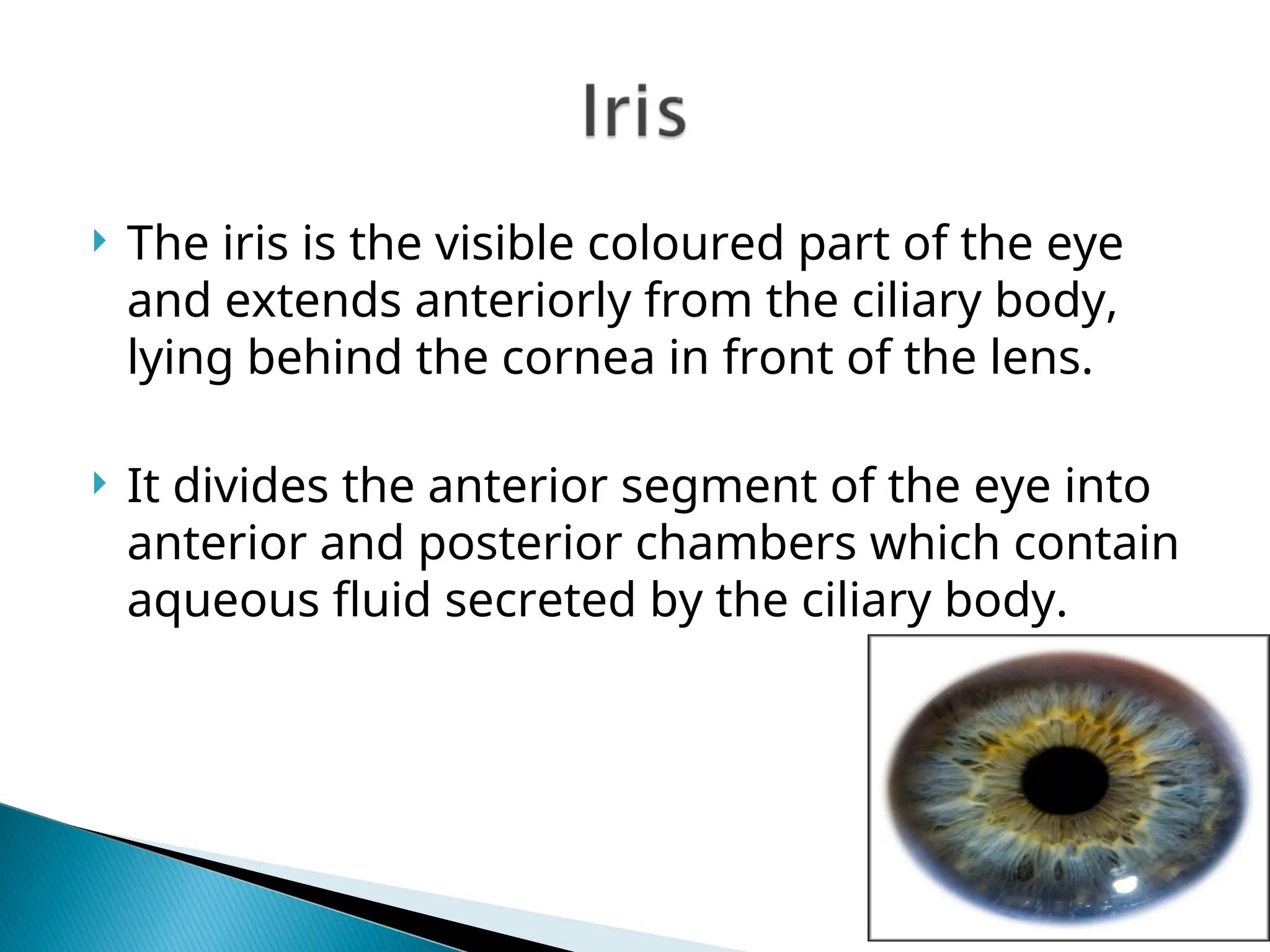 ophthalmology 1;anatomy and physiology of | PPT
