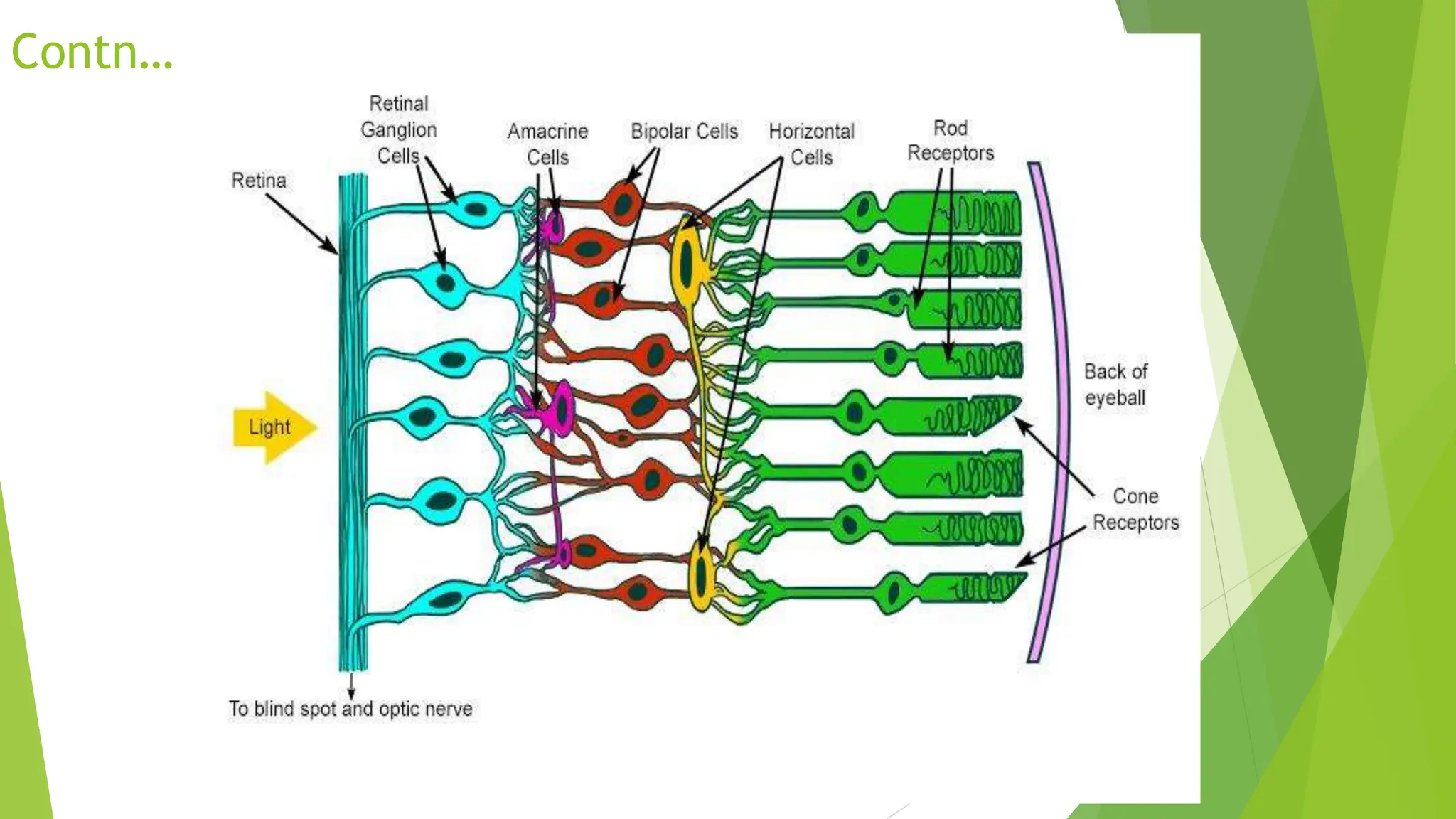 EYE ANATOMY and physiology quick overview | PPTX