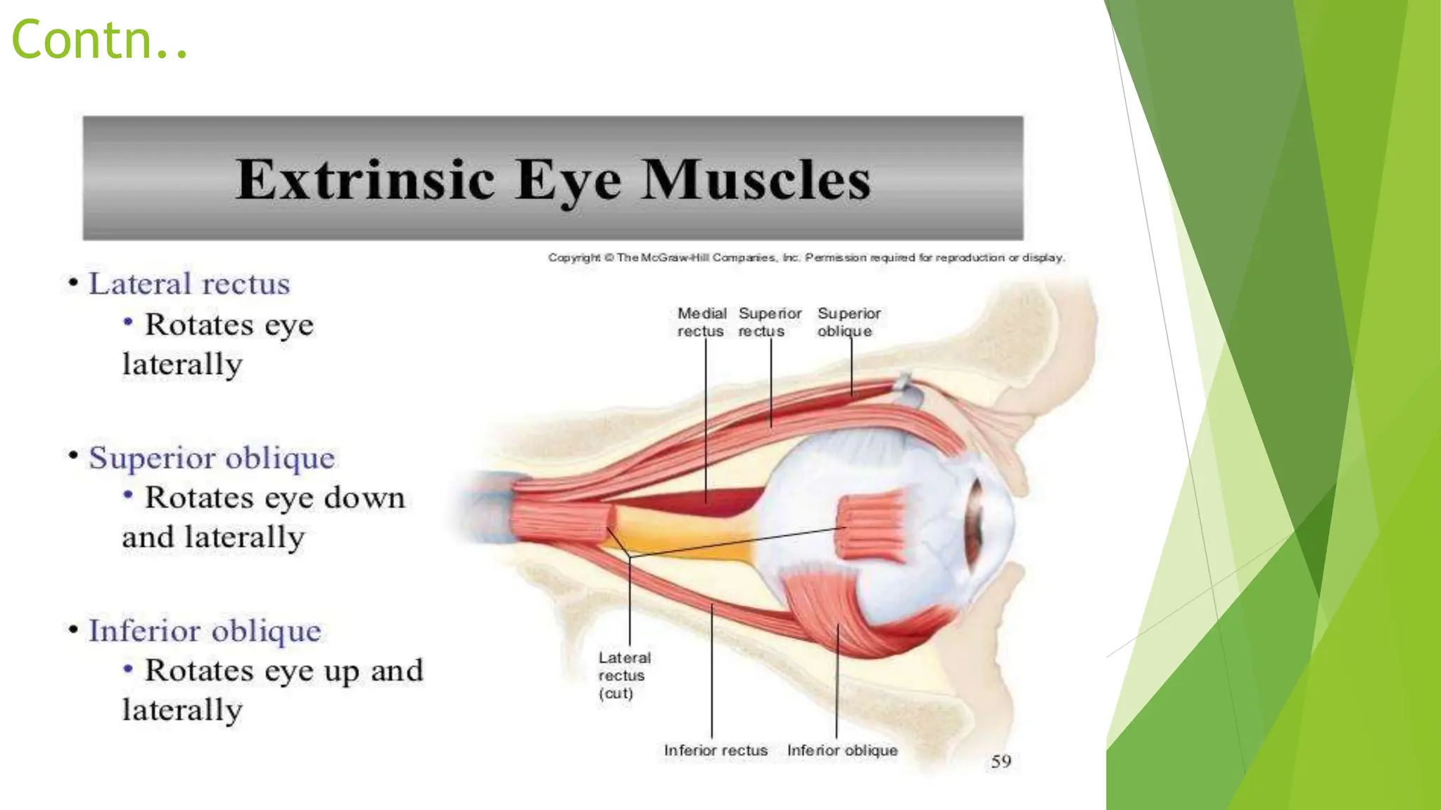 EYE ANATOMY and physiology quick overview | PPTX