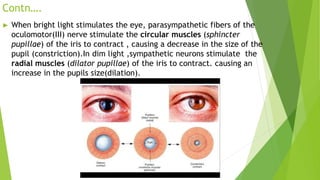 EYE ANATOMY and physiology quick overview | PPTX