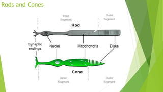 EYE ANATOMY and physiology quick overview | PPTX