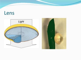 Eye anatomy | PPT