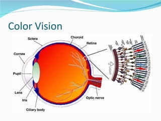 Eye anatomy | PPT