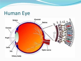Eye anatomy | PPT