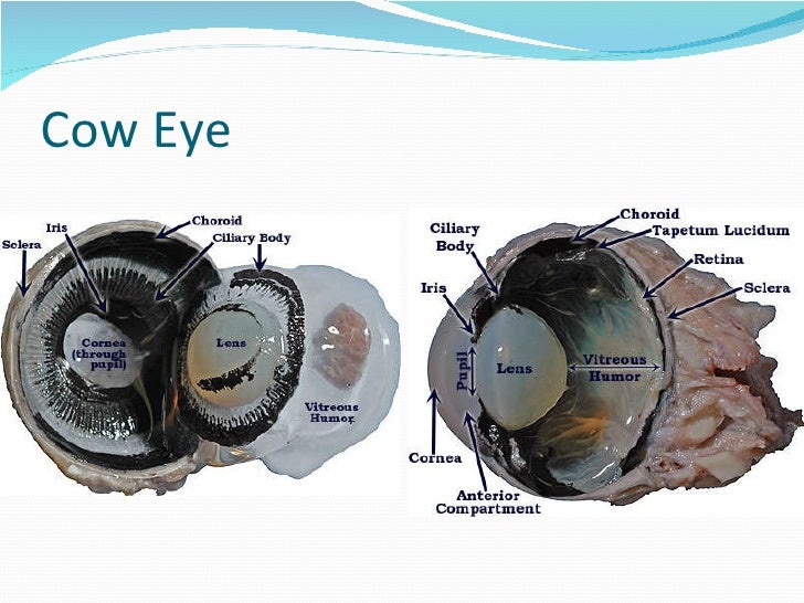 19 Best Cow Eye Dissection Labeled 19 Best Cow Eye Dissection Labeled