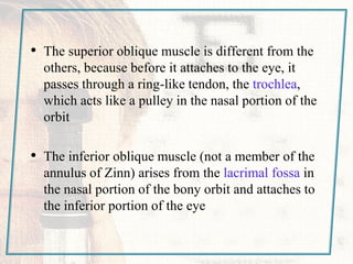 Eye anatomy | PPTX
