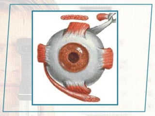 Eye Muscles Unlabeled