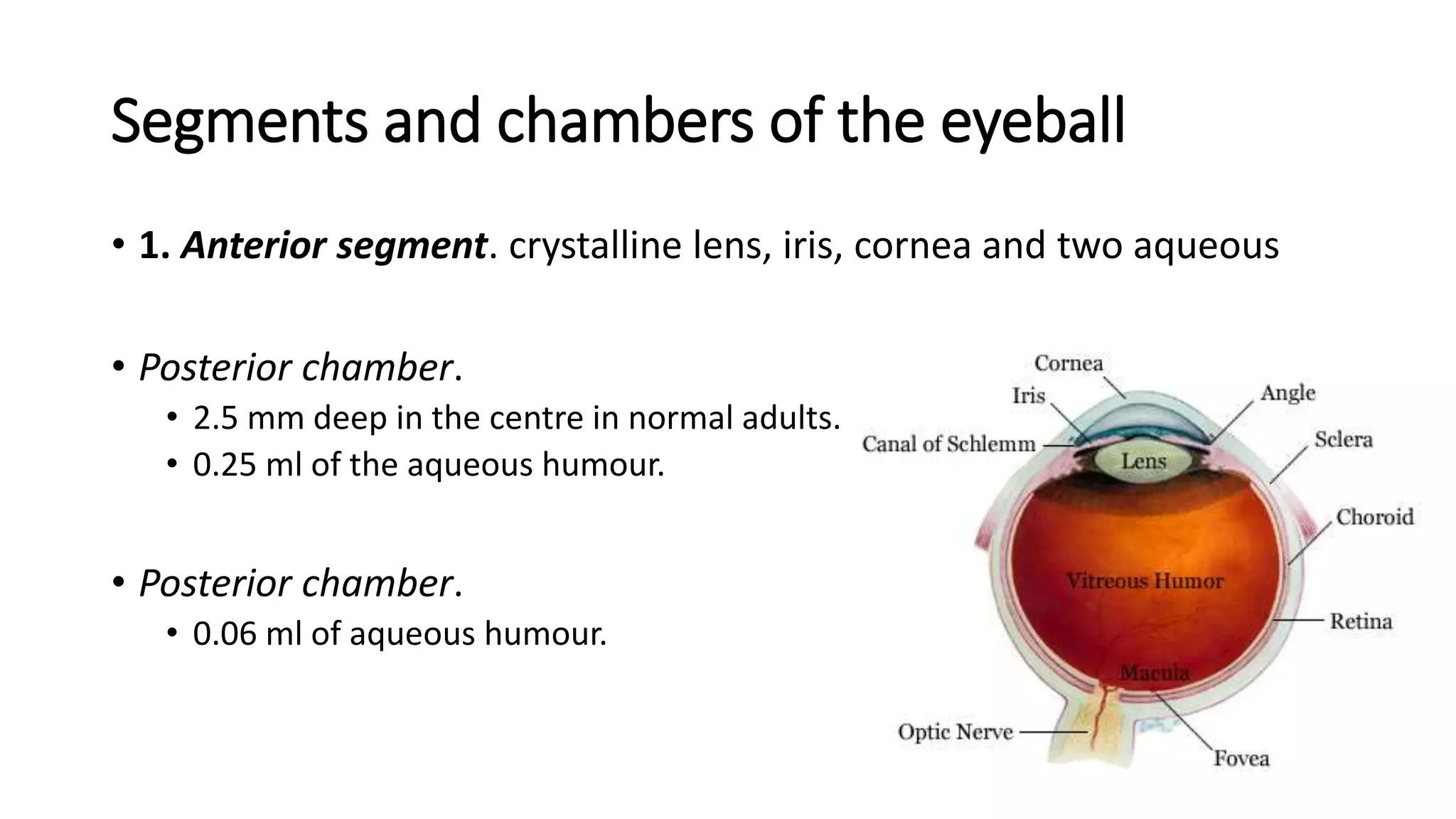 Eye anatomy | PPTX