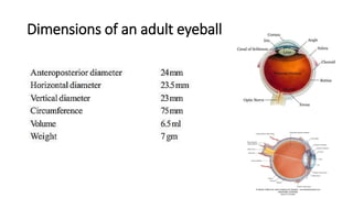 Eye anatomy | PPTX