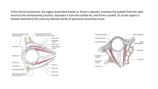 Eye anatomy | PPTX