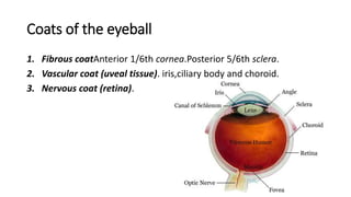 Eye anatomy | PPTX