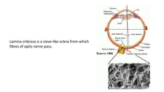 Eye anatomy | PPTX