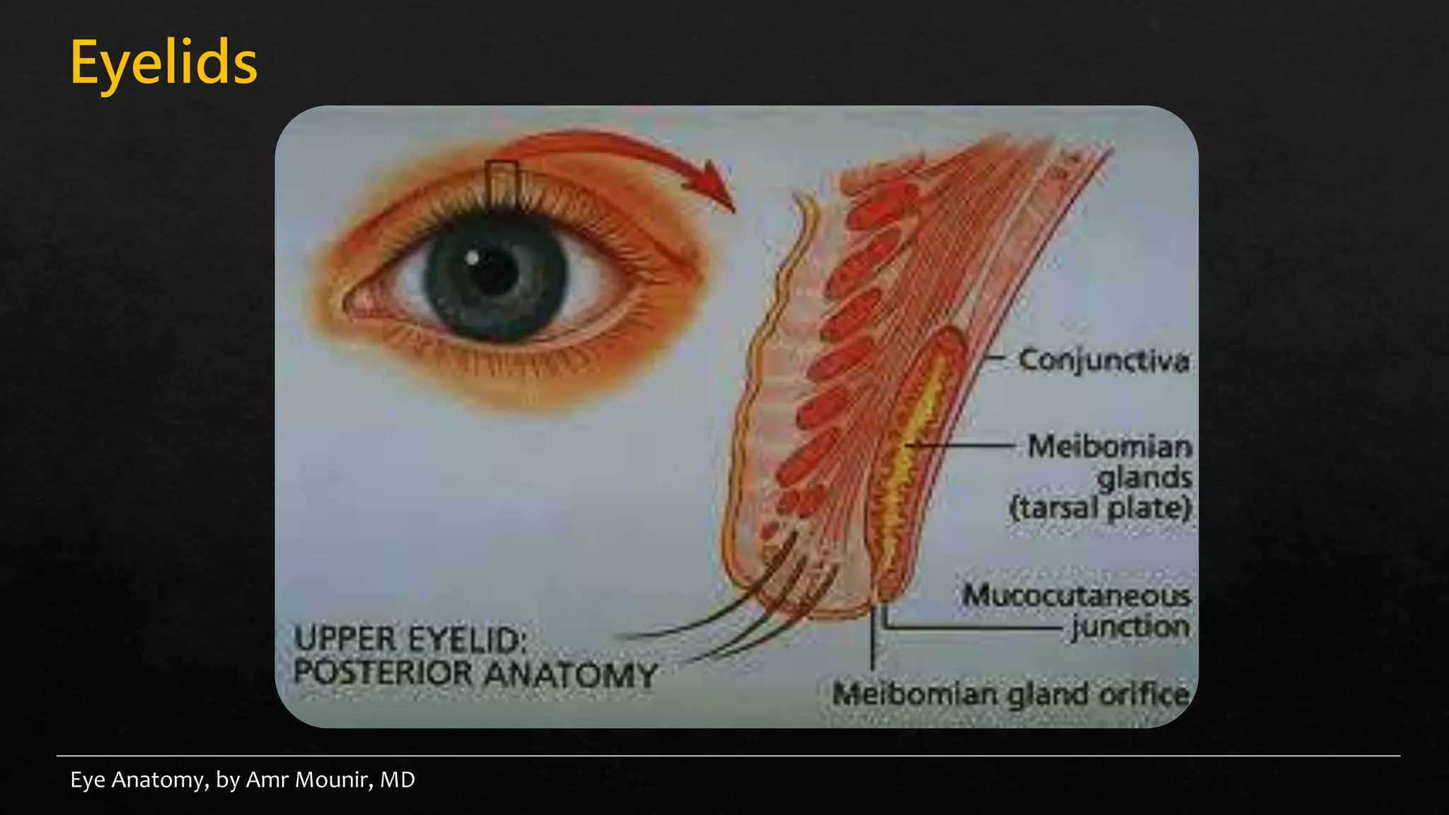 Eye anatomy | PPT