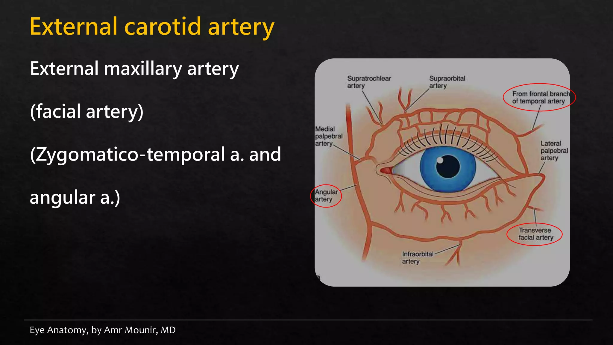 Eye anatomy | PPT