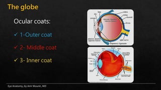 Eye anatomy | PPTX