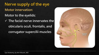 Eye anatomy | PPTX