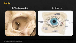 Eye anatomy | PPT