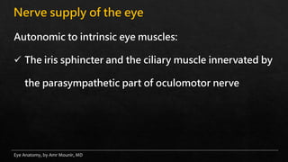 Eye anatomy | PPTX