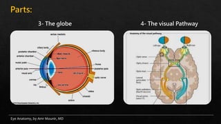 Eye anatomy | PPTX