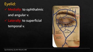 Eye anatomy | PPTX