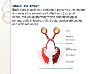 Eye anatomy | PPTX